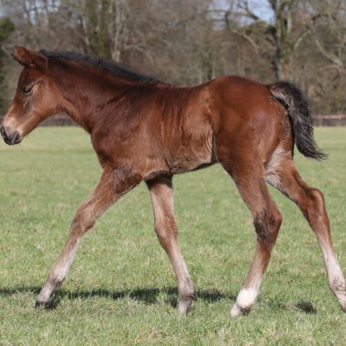 First Foals by High Class Multiple-Group Winning Sprinter Invincible ...